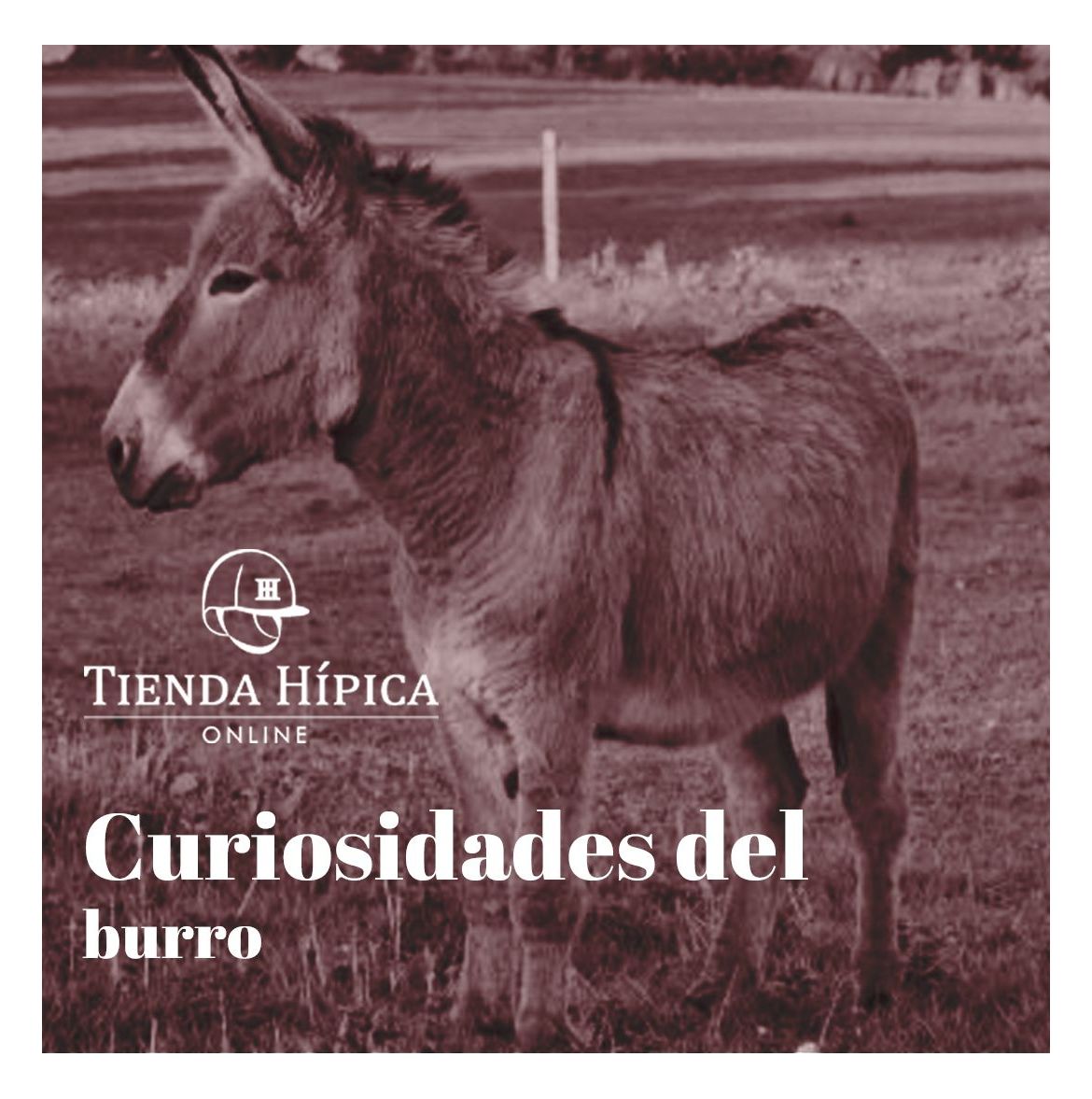 CURIOSIDADES DEL BURRO - Tienda Hípica Online